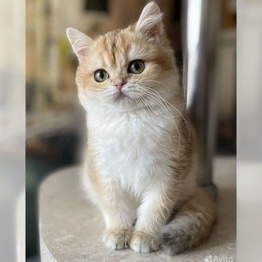 Британский короткошёрстный котёнок