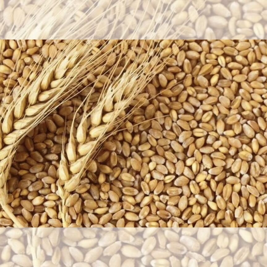 Зерно пшеница