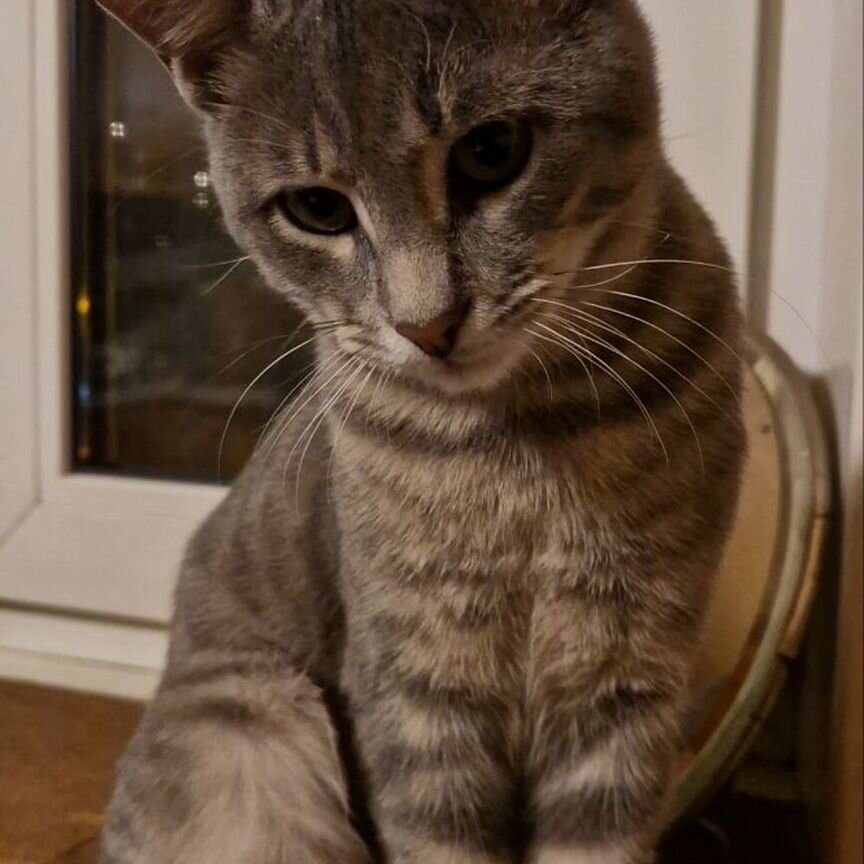 Кот, 9 мес