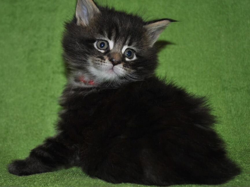 Кошка