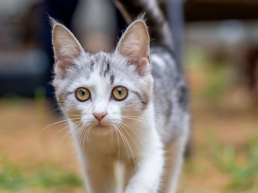 Кошечка котенок