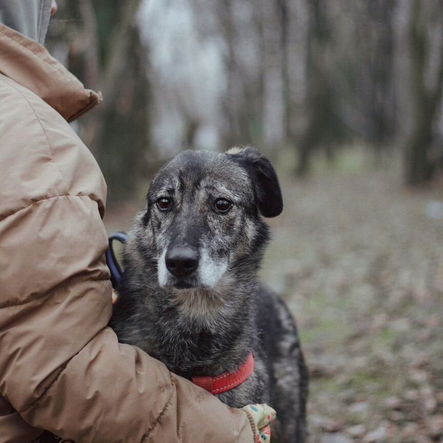 Собака в добрые руки нужен дом