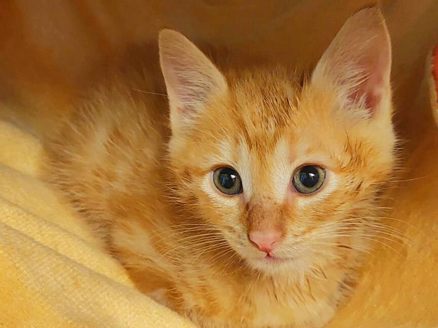 Котята крошки