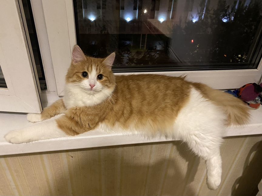 Кошка