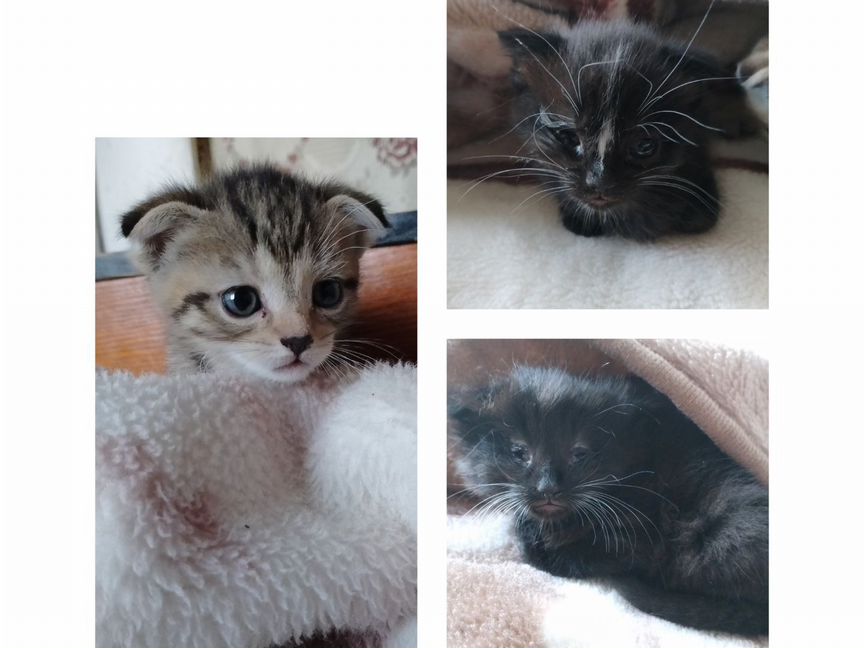 Нашли котят в лесу