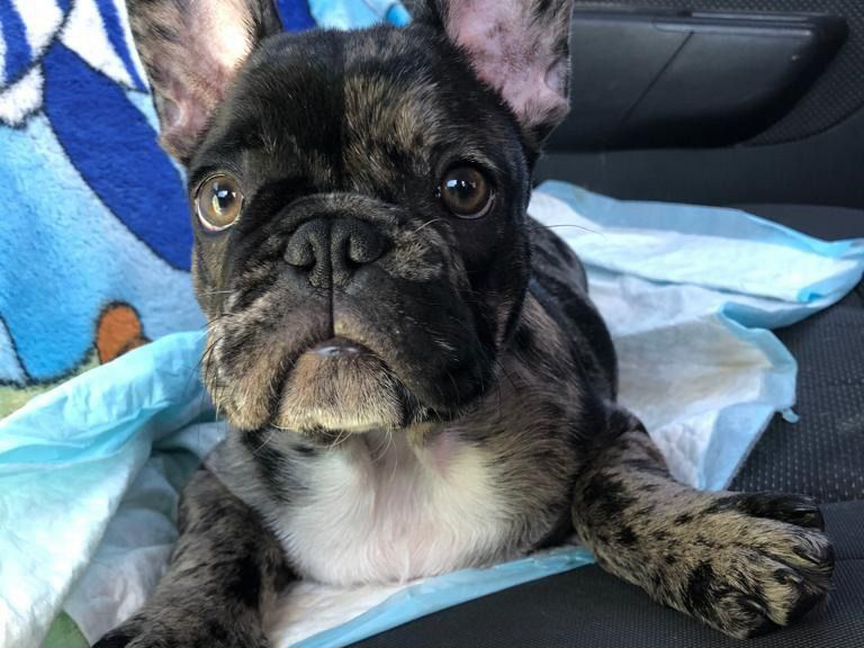 Французский бульдог мальчик