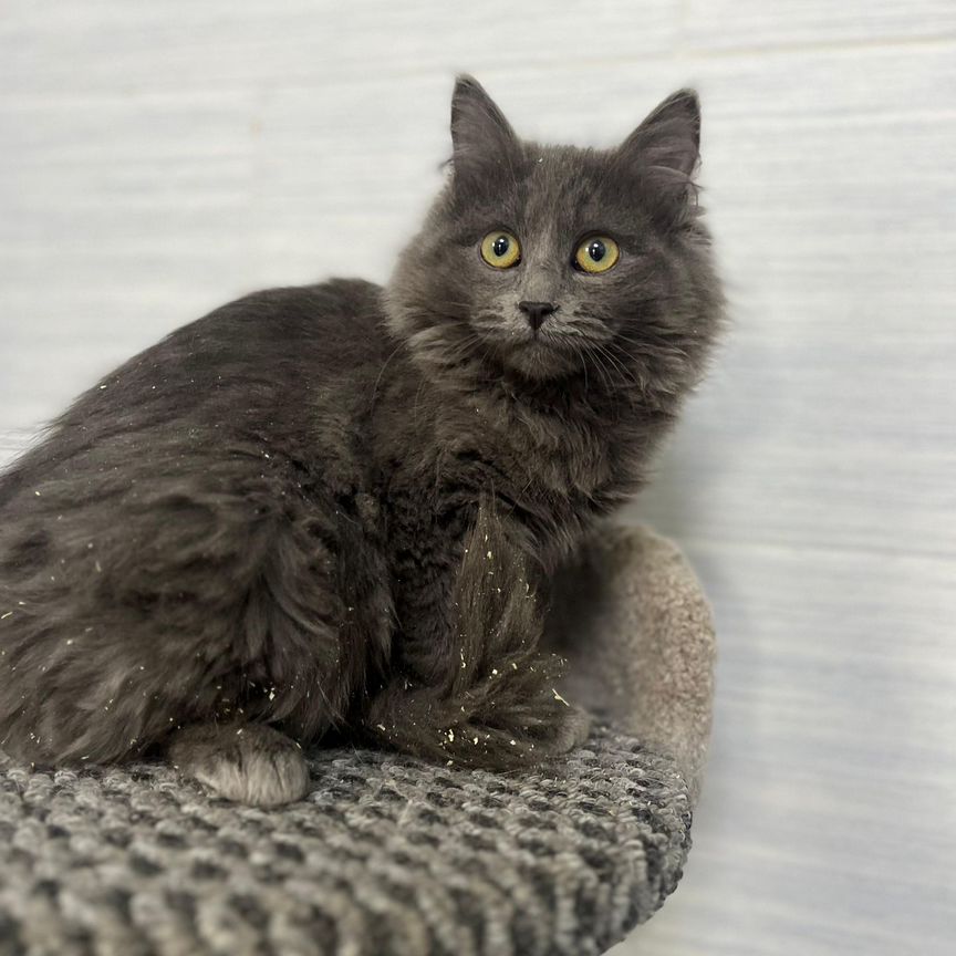 Котенок пушная привитая прелесть