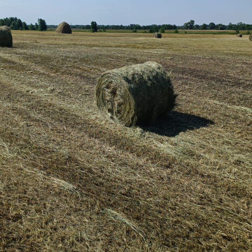 Сено в рулонах
