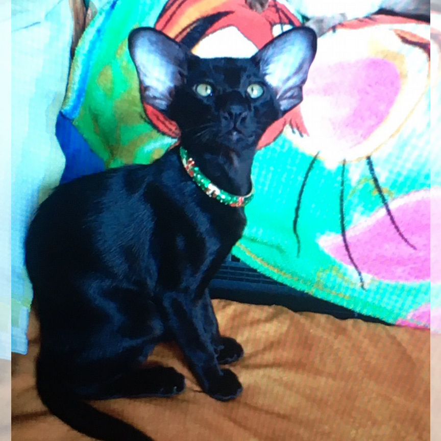 Котята ориентала