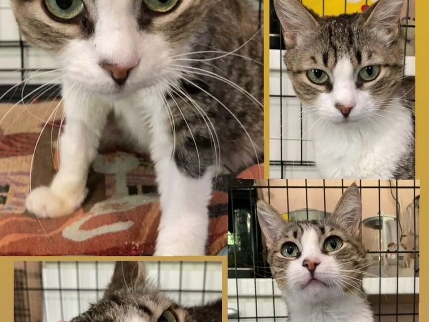 Кошка в дар бесплатно