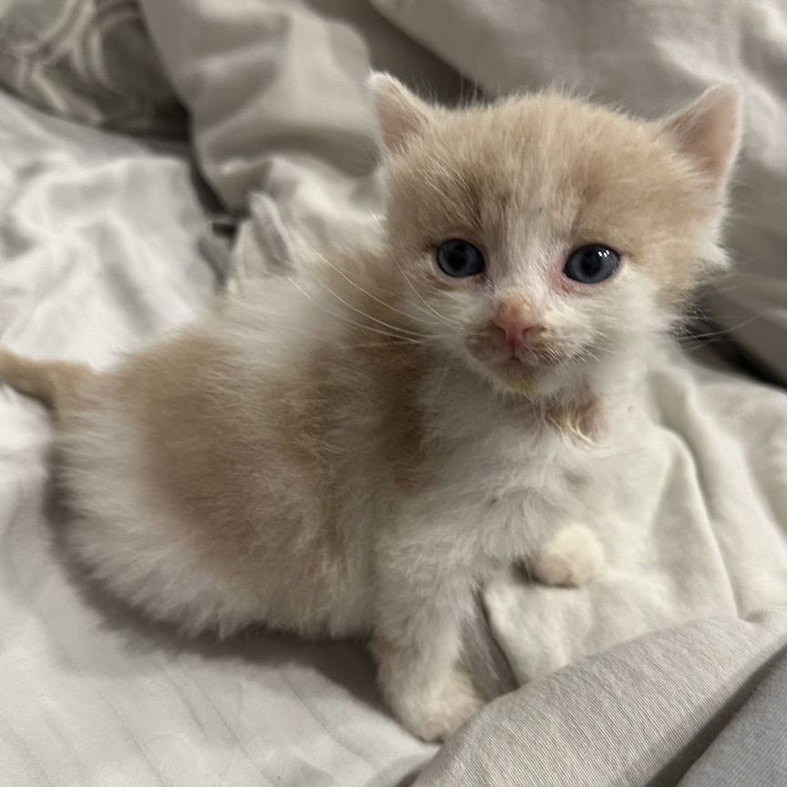 Котёнок в добрые руки