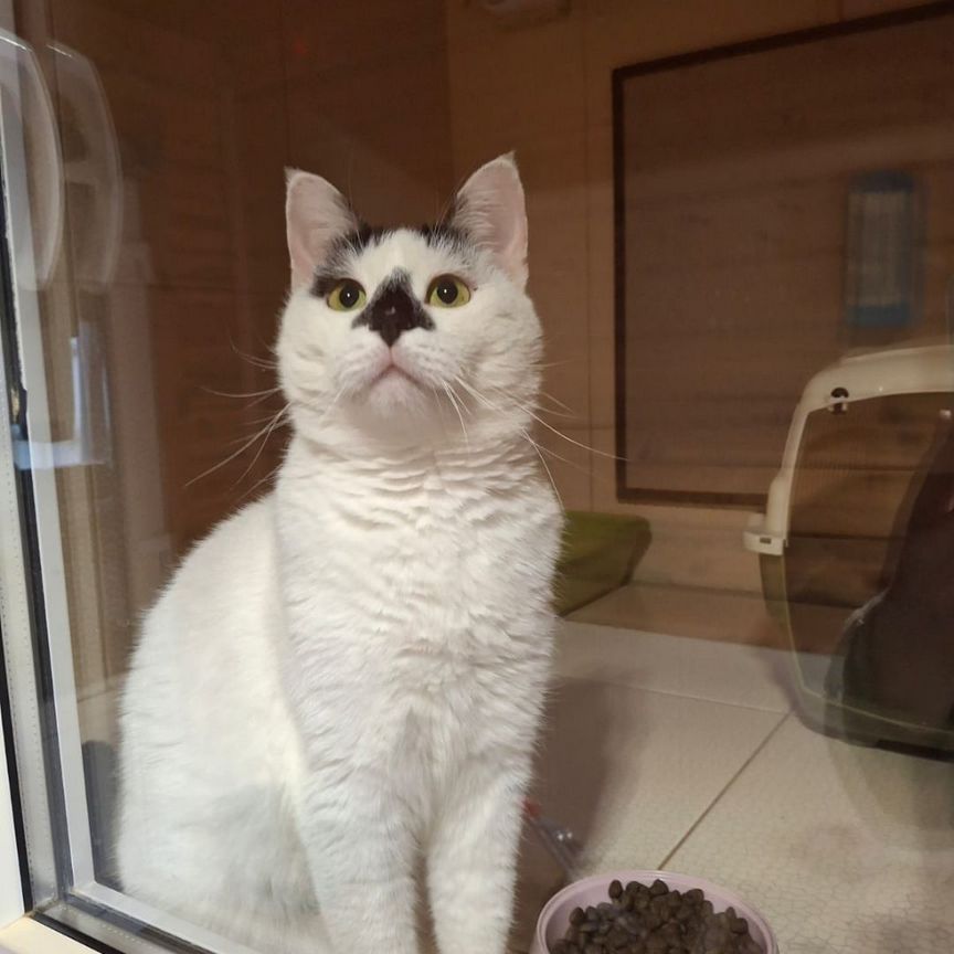 Кот Фрам ждёт свою семью в приюте