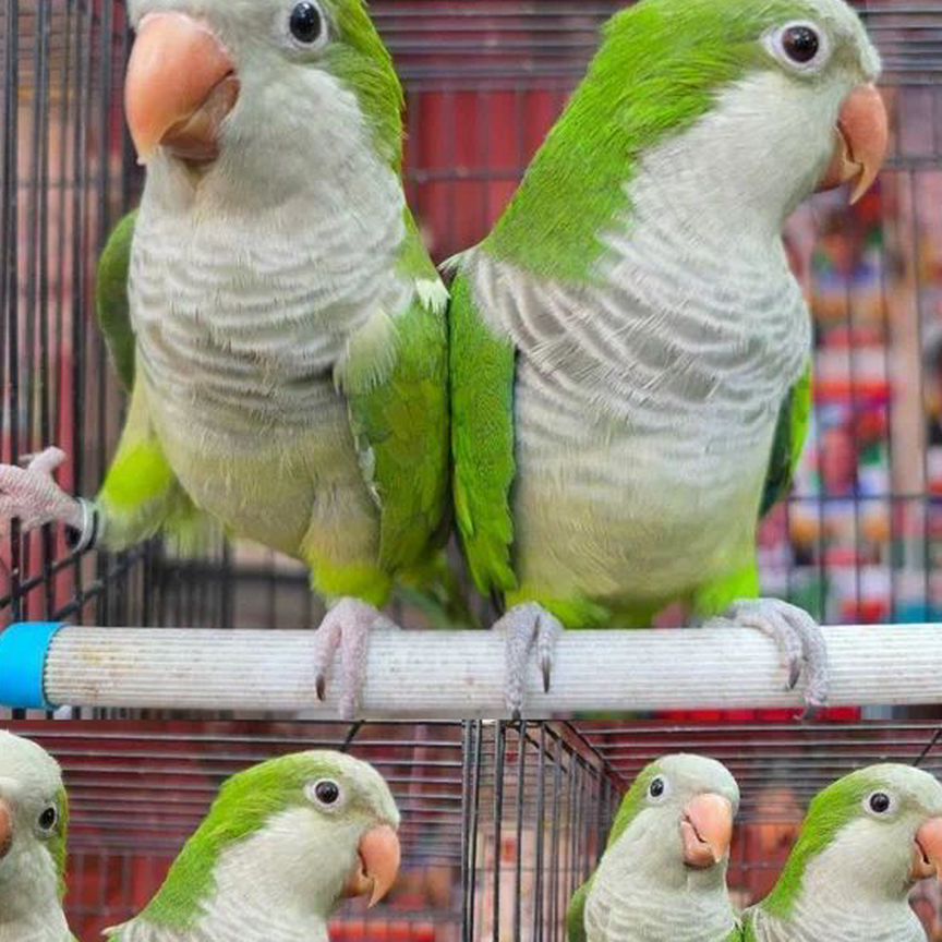 Попугай монах квакер ручной птенец