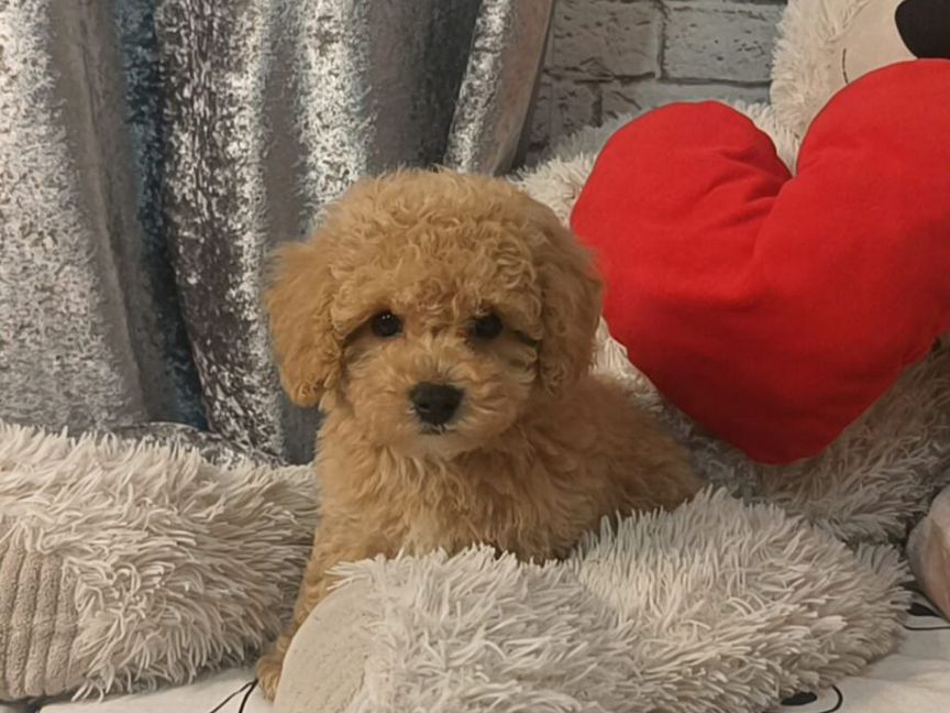 Мальтипу плюшевый мальчик