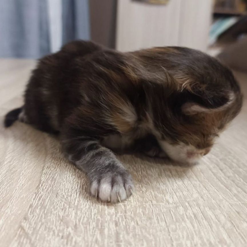 Котята мейнкуны