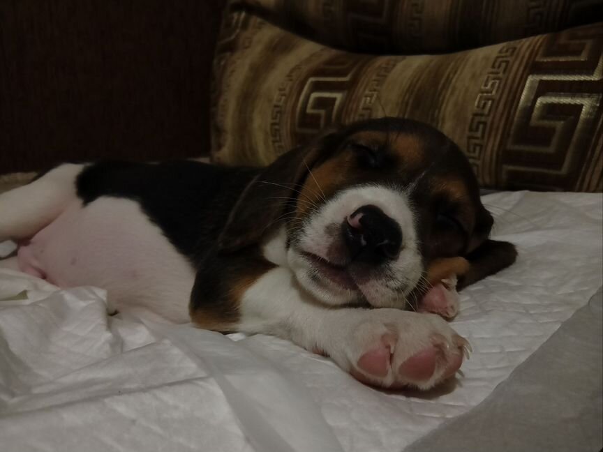 Эстонская гончая щенок