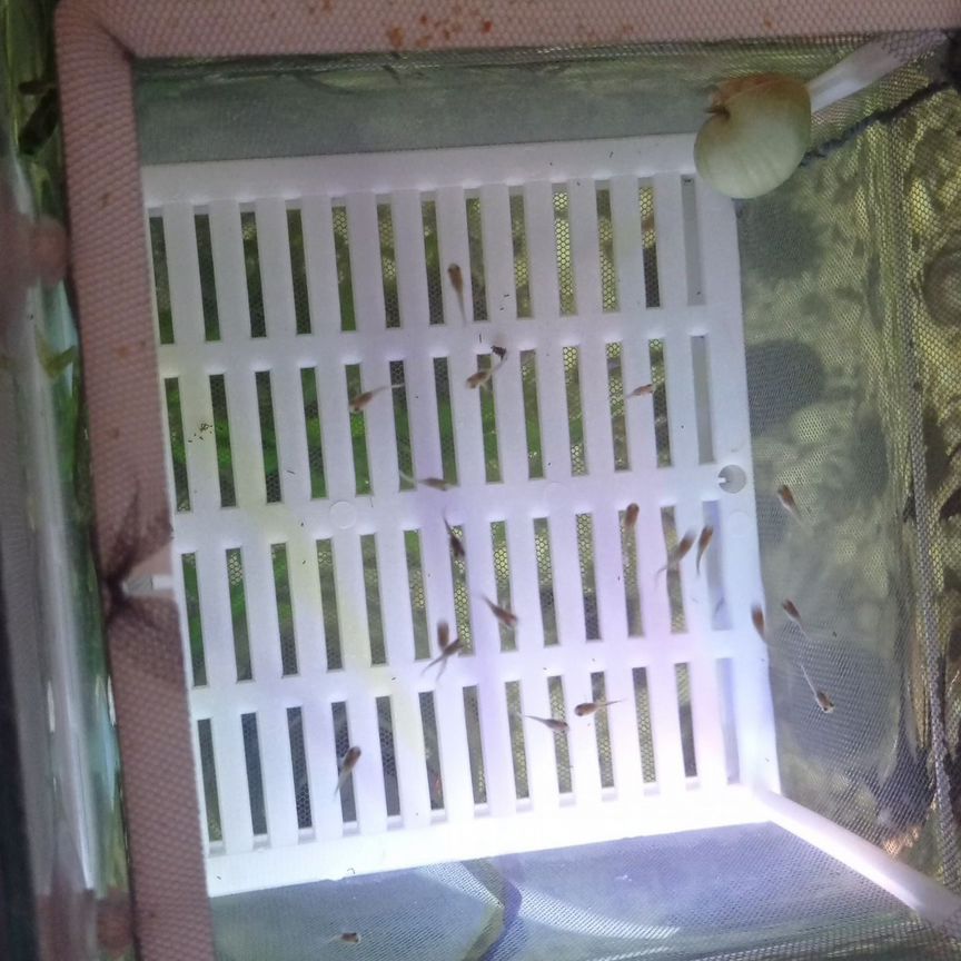 Малинезия белая и черная