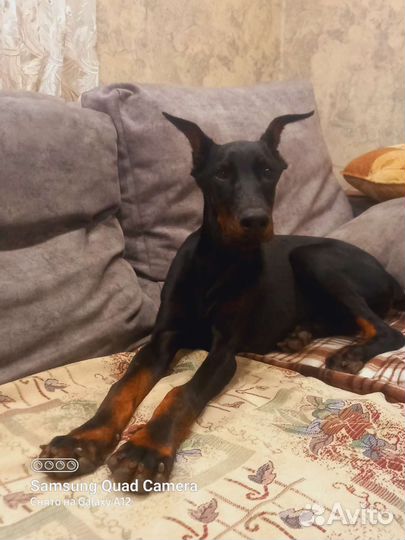 Щенки добермана