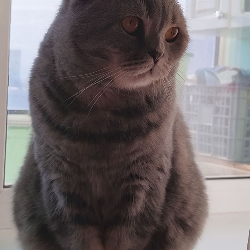 Отдам бесплатно Британку