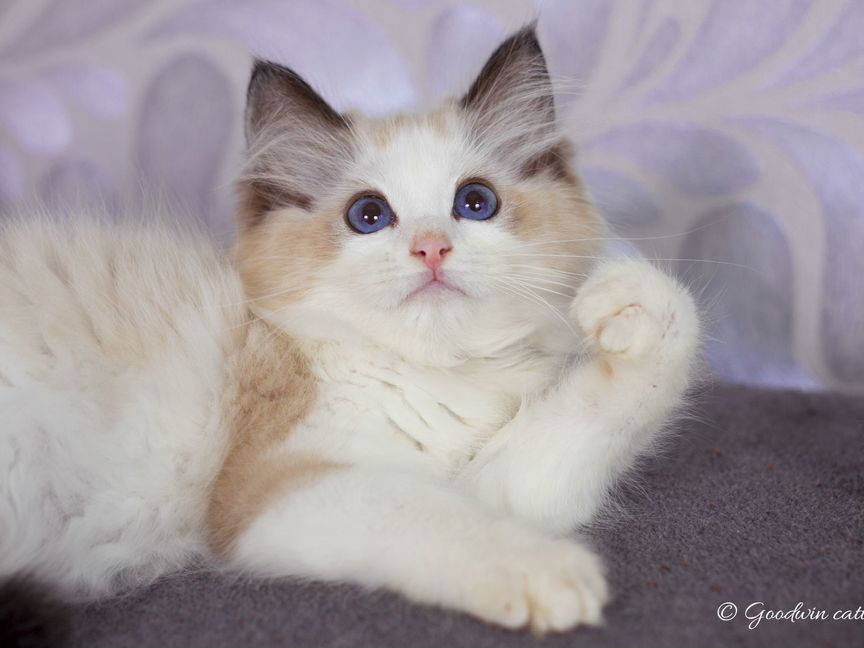 Мальчик рэгдолл 3 мес