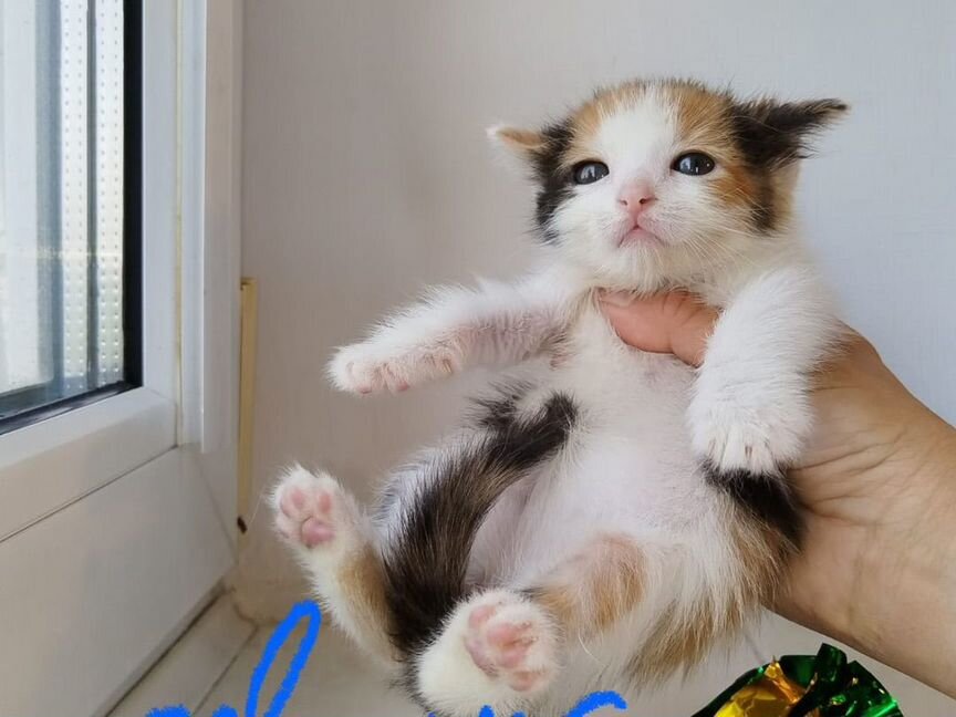 Котеночек ищет заботливую семью