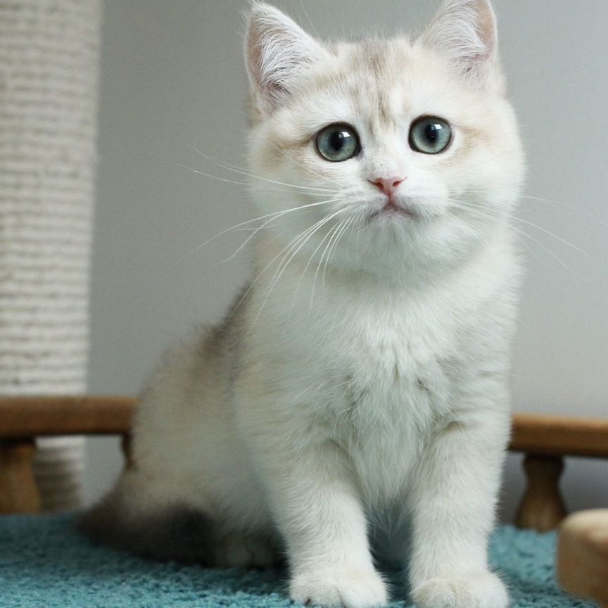Британские котята