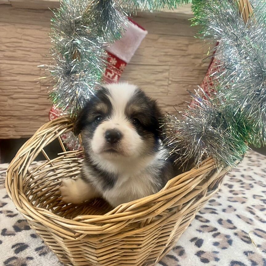 Сука триколор - звезда