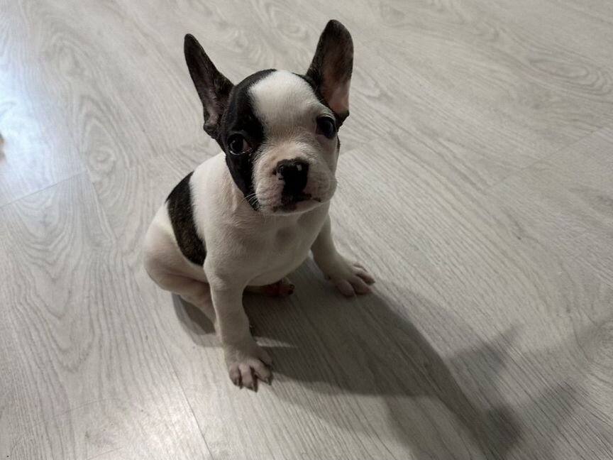 Французский бульдог мальчик