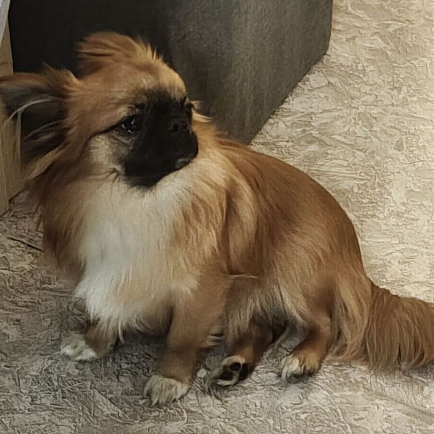 Чихуахуа, щенок