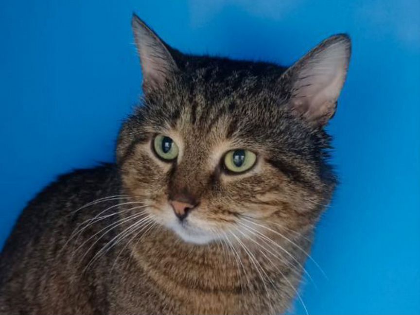 Мурчик чуть не погиб в поисках еды.Ждет семью