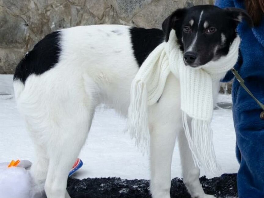 Пёс по кличке Малыш, 10 месяцев