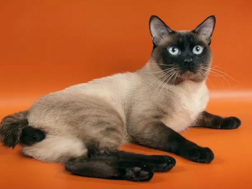 Меконгский бобтейл