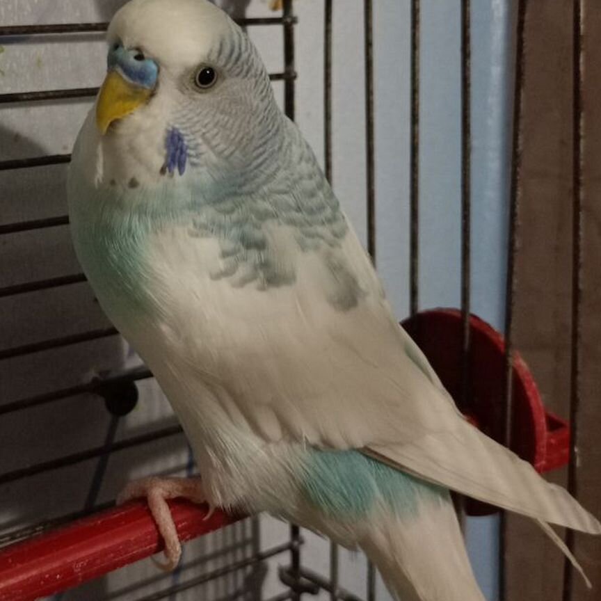 Волнистый попугай