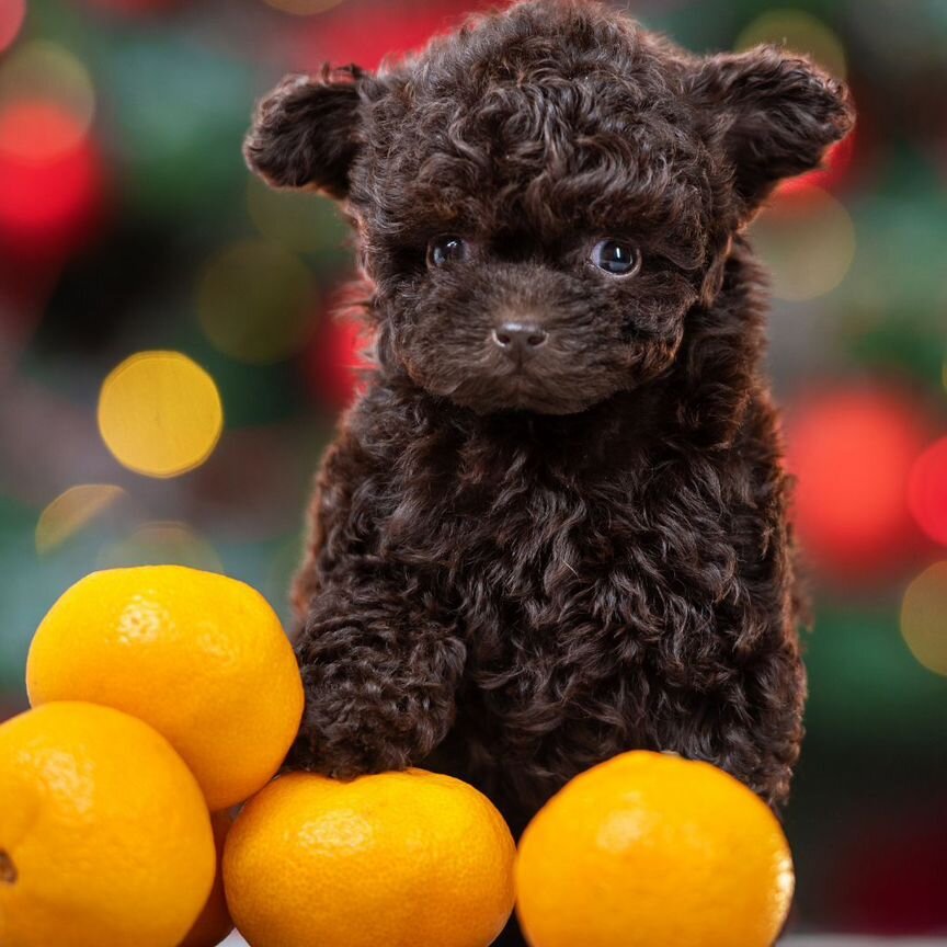 Той-пудель, щенок