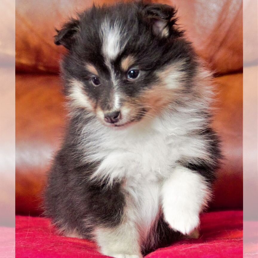 Шелти, щенок