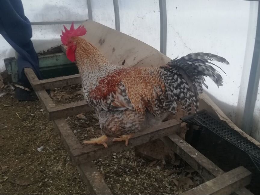 Петушки породы Маран и Билефельдер