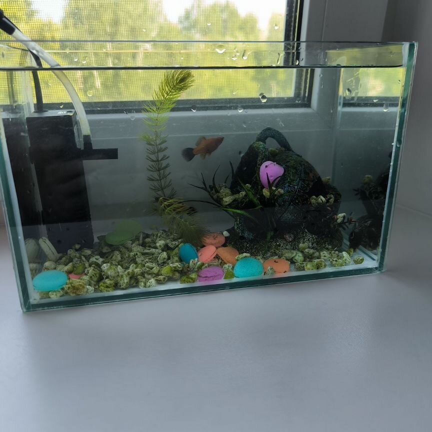 Аквариум с рыбками