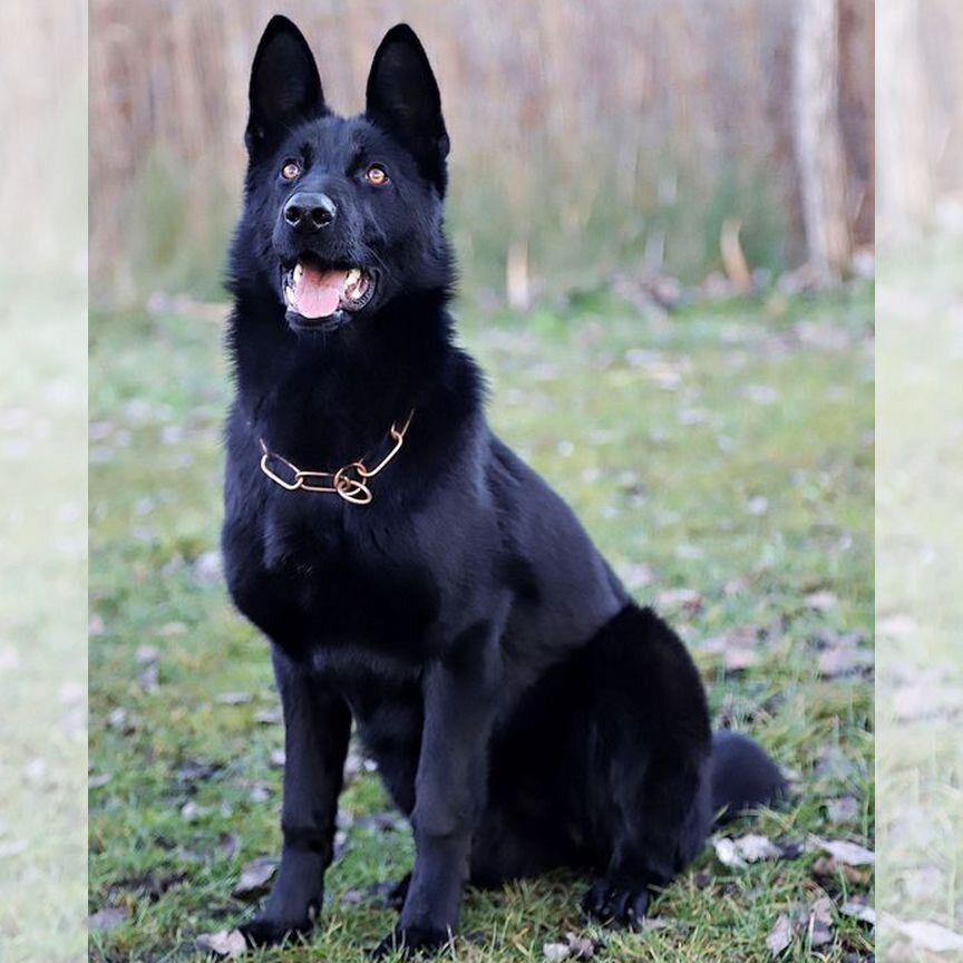 Черная немецкая овчарка в добрые руки