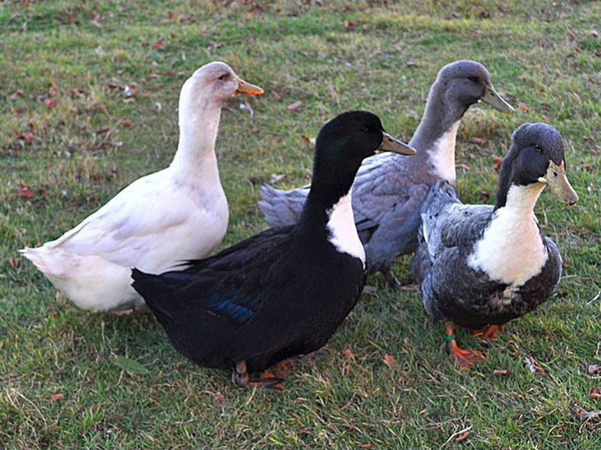 Утки голубой фаворит