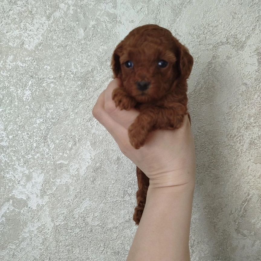 Щенки пуделя