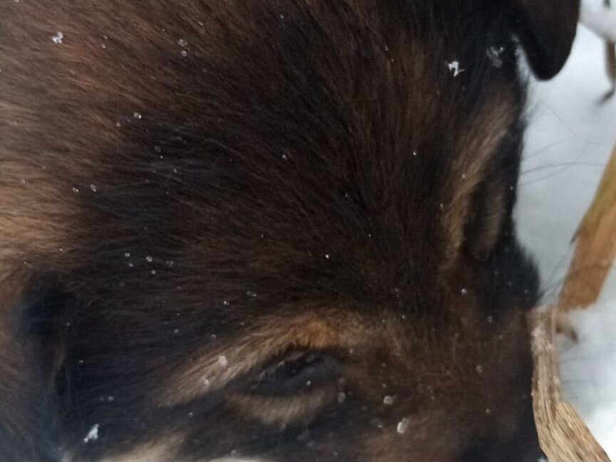 Щенок, мальчик