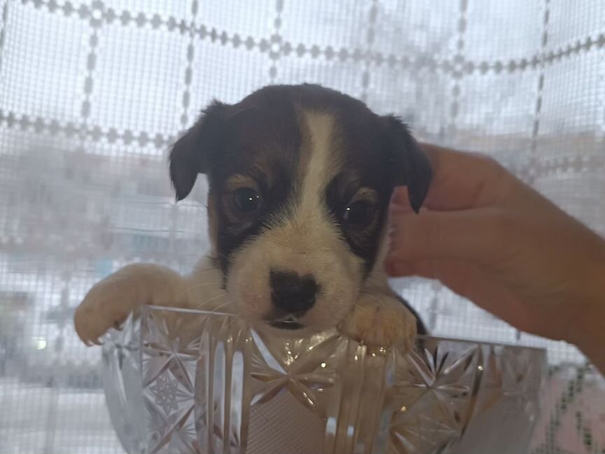 Щенки джек рассел терьер гладкошерстные