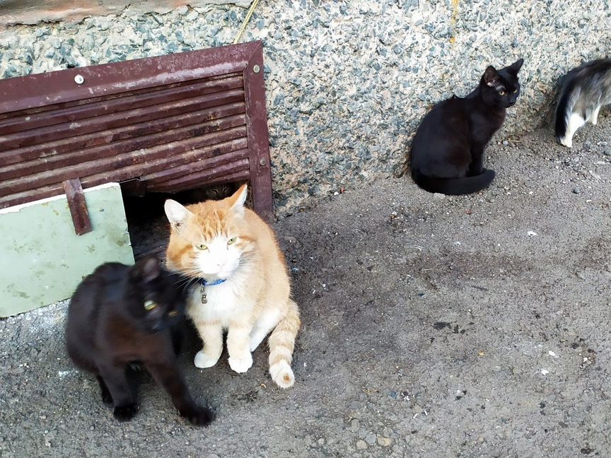 Кот Рыжик и котятки ищут дома