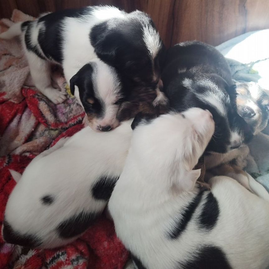 Собака в добрые руки отдам бесплатно