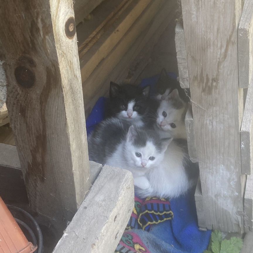 Отдадим котят