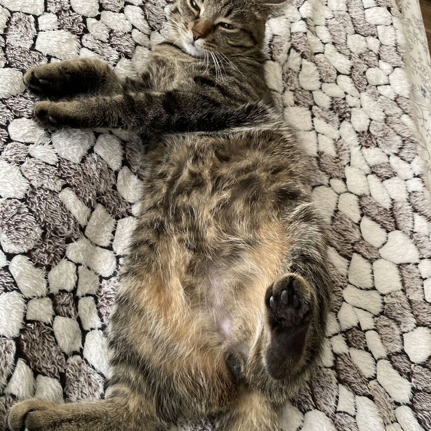 Кот