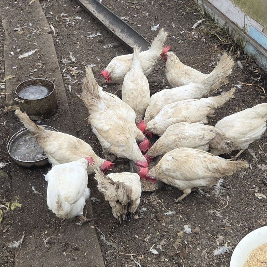 Куры несушки 13 шт