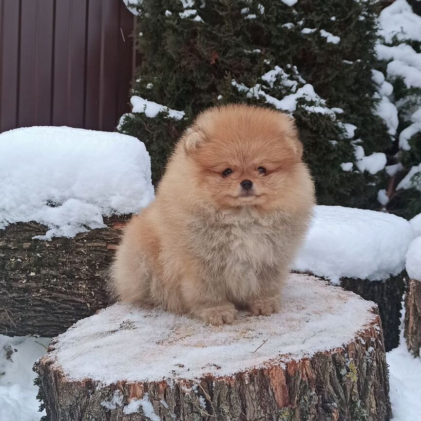 Померанский шпиц мини девочка