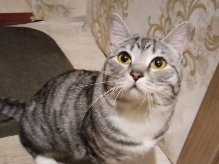 Мишка ищет дом