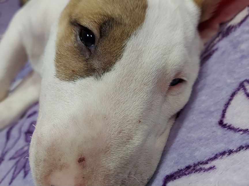 Бультерьер